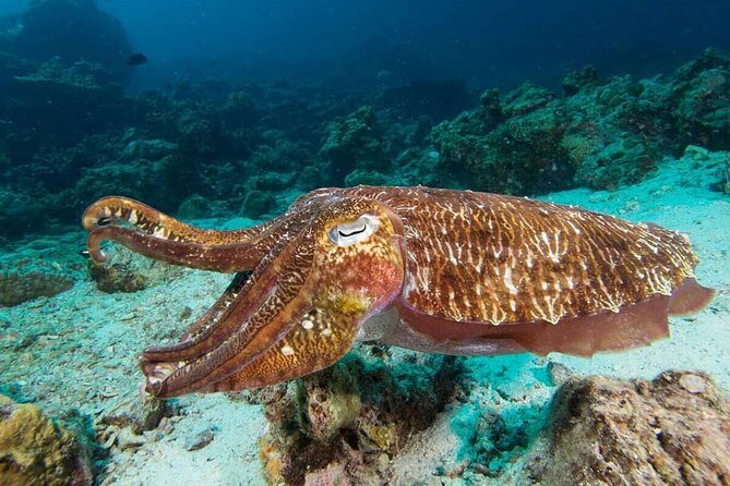 Fun Diving Safari Day Trip From Koh Lanta - Certified Divers - The Sum Up: Is It Worth It?