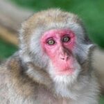 Fushimi Inari - Arashiyama: Torii Gates, Bamboo, Monkeys & Secret - How the Tour Works and What to Expect