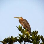 Galle: Mangrove Nature Walk with Local Guide - The Itinerary in Detail