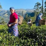 Galle: Nuwara Eliya Private Tour with Tea Factory Visit - The Journey Begins: From Galle to Nuwara Eliya