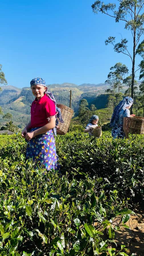 Galle: Nuwara Eliya Private Tour with Tea Factory Visit - The Journey Begins: From Galle to Nuwara Eliya