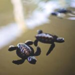 Galle: Private City Sightseeing Guided Tour by Tuk Tuk - Cultural and Natural Highlights