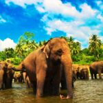 Galle: Private Transfer to Kandy with Elephant Orphanage - What’s the Experience Like in Practice?