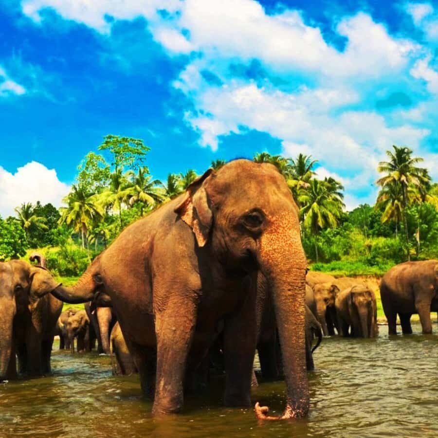 Galle: Private Transfer to Kandy with Elephant Orphanage - What’s the Experience Like in Practice?