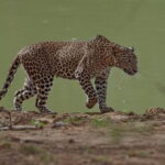 Galle/Tangalle/Mirissa/Hiriketiya - YALA Safari - Drop: Arugambay - First Safari: The Dawn or Dusk Game Drive