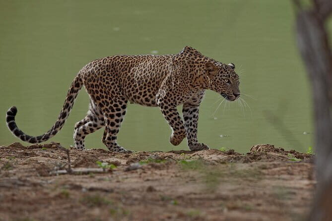 Galle/Tangalle/Mirissa/Hiriketiya - YALA Safari - Drop: Arugambay - First Safari: The Dawn or Dusk Game Drive