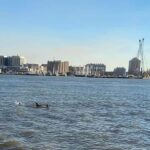 Galveston: Dolphin-Watching Cruise - The Itinerary and What to Expect