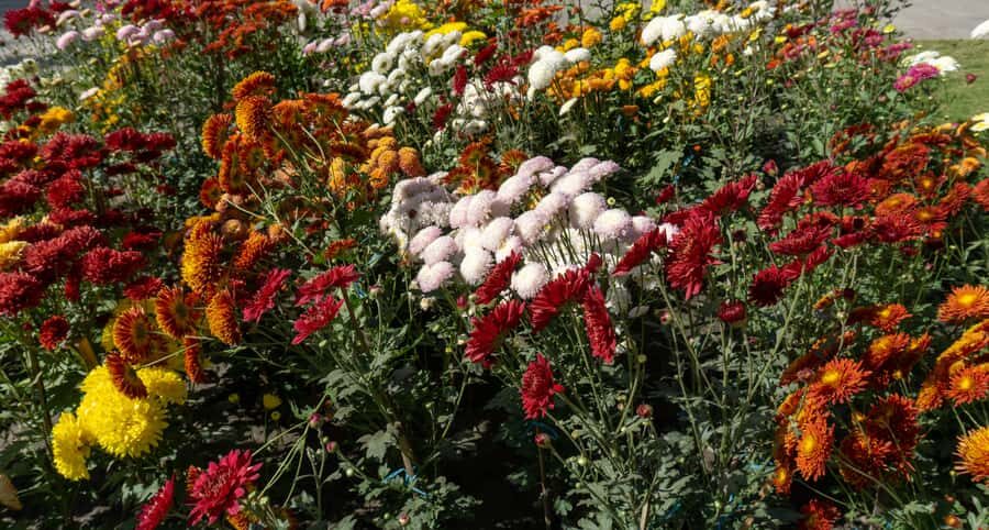 Garden & Botanical Sightseeing of Kathmandu Valley - The Gem: Godavari Botanical Garden