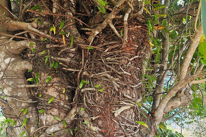 Gardens and Nature Chauffeur Adventures St. Lucia - Authentic Experiences and Traveler Feedback