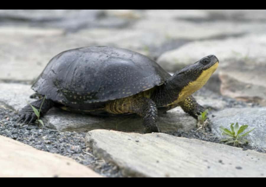 Gatineau Park Tour Exclusive with Pick Up and Drop Off - Analyzing the Value