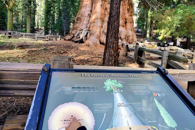 Giant Sequoia National Park Private Day Tour from Los Angeles - Sequoia National Park: The Heart of the Tour