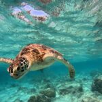 Gili Island Snorkeling: Gili Trawangan, Meno And Air - Who This Tour Is Best For