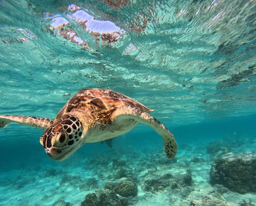 Gili Island Snorkeling: Gili Trawangan, Meno And Air - Who This Tour Is Best For