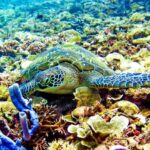 Gili Islands: Underwater Statue, snorkling, turtle sactuary - The Day in Detail