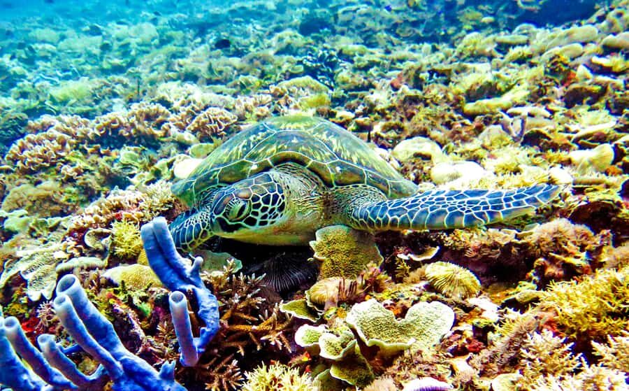 Gili Islands: Underwater Statue, snorkling, turtle sactuary - The Day in Detail