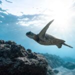 Gili Meno: Private Snorkeling Tour with Turtles & Statues - The Value of Private Tours on the Gili Islands