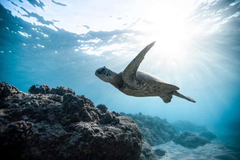 Gili Meno: Private Snorkeling Tour with Turtles & Statues - The Value of Private Tours on the Gili Islands