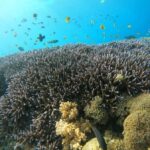 Gili T Island: Gili Snorkeling Day Trip Swim With Turtles - What To Expect: An Honest Breakdown