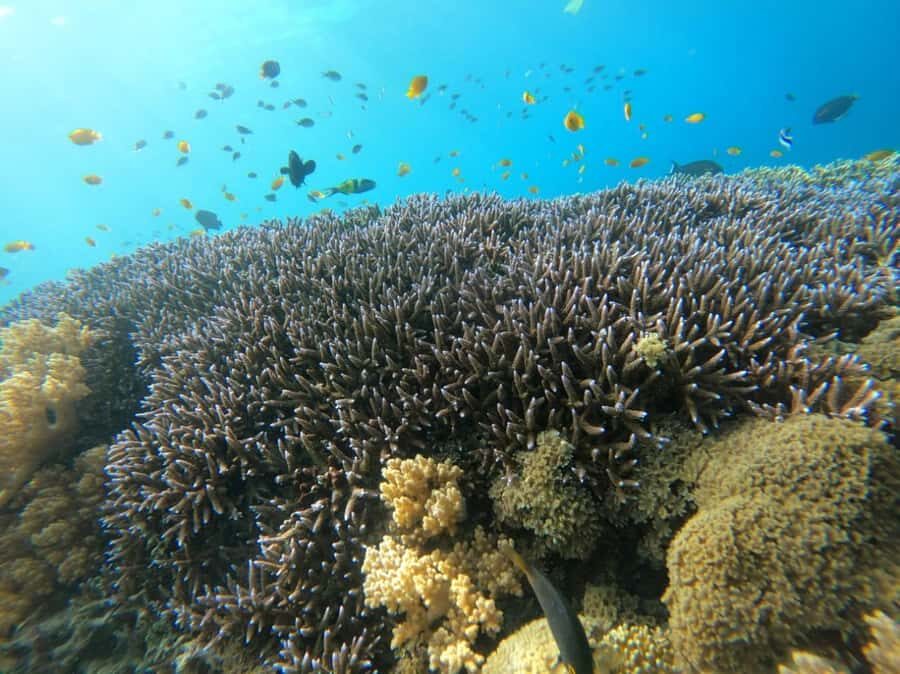 Gili T Island: Gili Snorkeling Day Trip Swim With Turtles - What To Expect: An Honest Breakdown