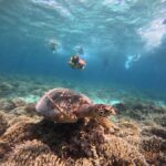 Gili Trawangan Best Snorkeling Trip With GOPRO documentation - Authentic Experiences and Traveler Insights