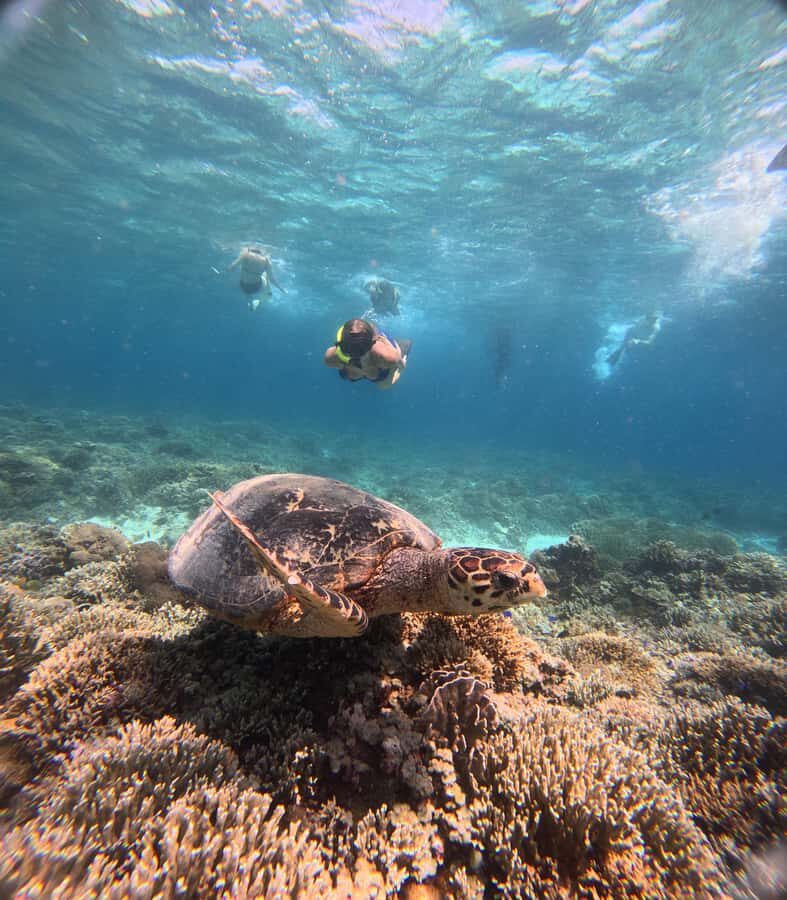 Gili Trawangan Best Snorkeling Trip With GOPRO documentation - Authentic Experiences and Traveler Insights