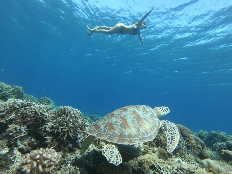 Gili Trawangan: Private Snorkeling (Coral, Statues, Turtles) - Who Is This Tour Best Suited For?