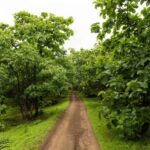 Gir National Park: Kankai Temple Safari with Hotel Pickup - The Sum Up