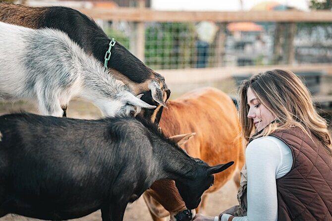 Giraffe Experience and Safari Wine Tour at Grapetown Vineyard - The Value of the Tour