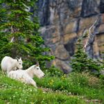 Glacier Park Privat Experience in Luxurious SUV Customizable - Who Will Love This Tour?