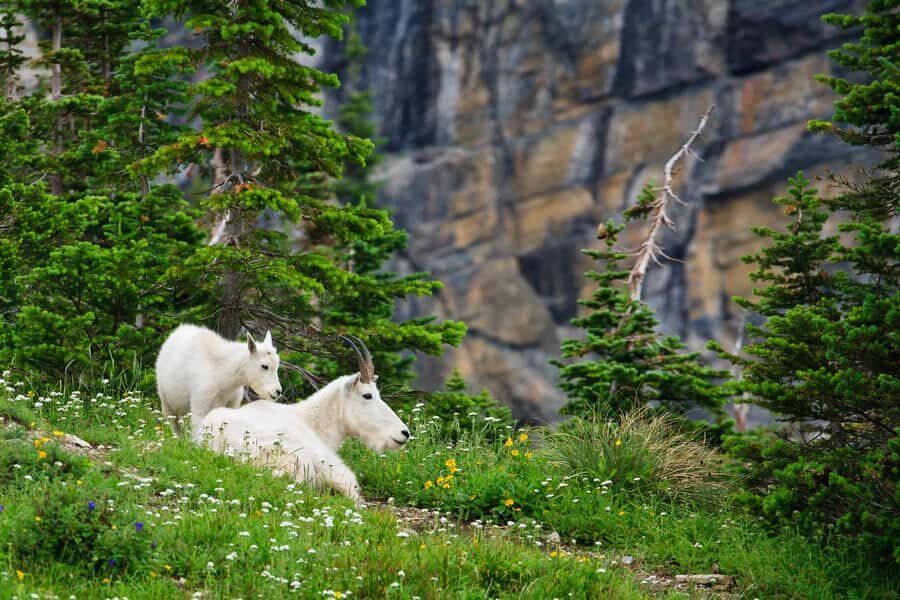 Glacier Park Privat Experience in Luxurious SUV Customizable - Who Will Love This Tour?