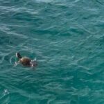 Glass Bottom Boat Snorkeling With Turtles & Shipwreck In Barbados - What’s Included and What’s Not