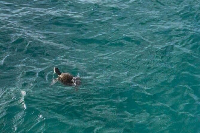 Glass Bottom Boat Snorkeling With Turtles & Shipwreck In Barbados - What’s Included and What’s Not