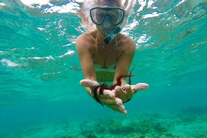 Glass Bottom Nylon Pool Tour in Buccoo Reef - The Itinerary in Detail