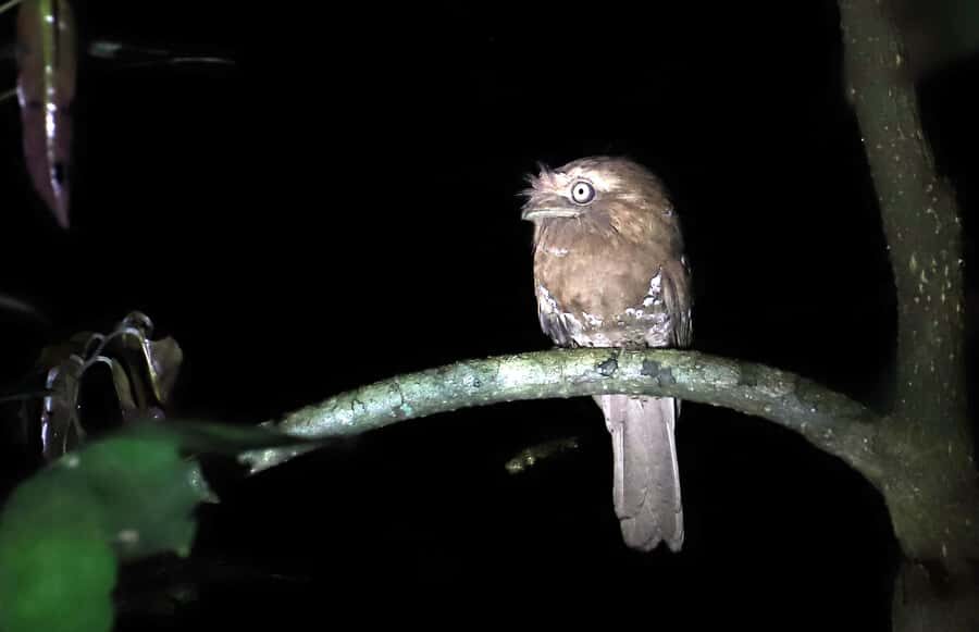 Goa: Riverside Forest Birdwatching Tour with Breakfast - Who Should Consider This Tour?