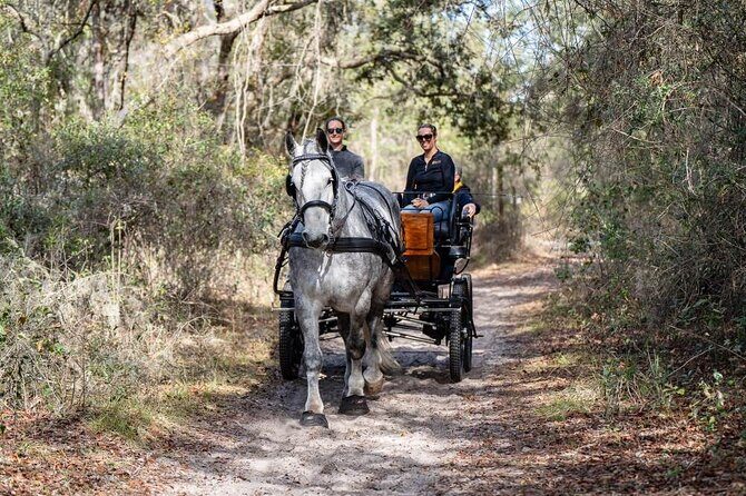 Goethe Forest Carriage Ride - Who Will Love This Experience?
