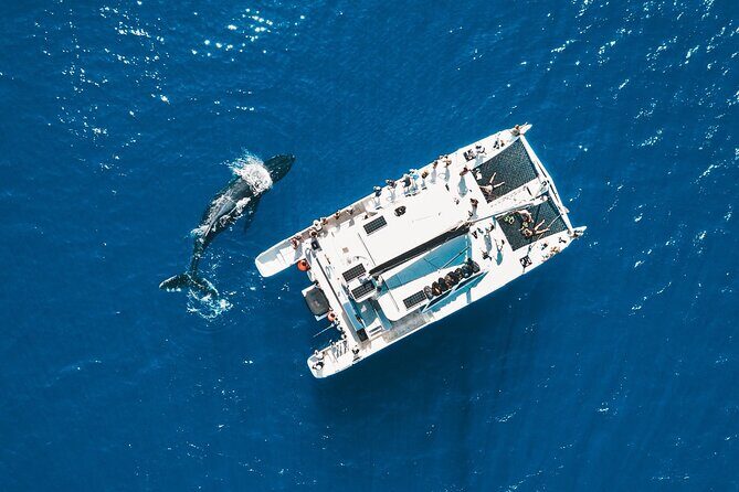 Golden Hour Whale Watch from Lahaina - Considerations Before Booking