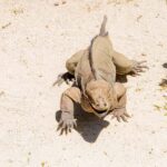 Golf Cart Eco Tour Half Day Tour - Who Is This Tour Best For?