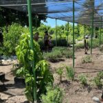 Golf Cart Eco Tour Half Day Tour - Authentic Experiences and Unique Highlights