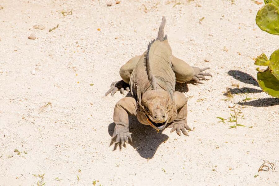 Golf Cart Eco Tour Half Day Tour - Who Is This Tour Best For?