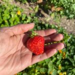 Graham: Faithful Hands' Farm Tour - Key Points