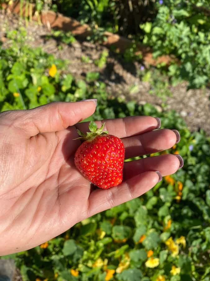 Graham: Faithful Hands' Farm Tour - Key Points