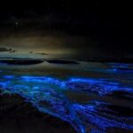 Grand Cayman Bioluminescence Experience - What’s Included and What’s Not
