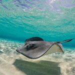 Grand Cayman Stingray City and Reef Snorkeling Combo Tour - Who Is This Tour Best Suited For?