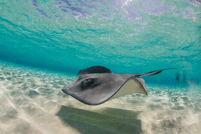 Grand Cayman Stingray City and Reef Snorkeling Combo Tour - Who Is This Tour Best Suited For?