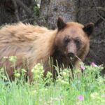 Grand Teton National Park Private Wildlife Safari - Full Day - What’s Included and What’s Not?