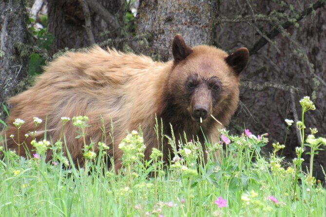 Grand Teton National Park Private Wildlife Safari - Full Day - What’s Included and What’s Not?