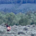 Grand Teton Sunrise Scenic Tour - The Itinerary: What to Expect