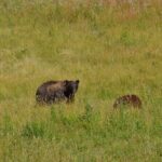 Grand Teton Sunset Tour with Wildlife Viewing and Snacks - Who Will Love This Tour?