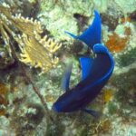 Grand Turk - Amazing Wall Snorkeling Tour - The Experience: Pros and Cons