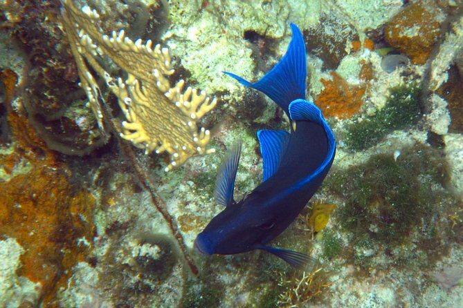 Grand Turk - Amazing Wall Snorkeling Tour - The Experience: Pros and Cons